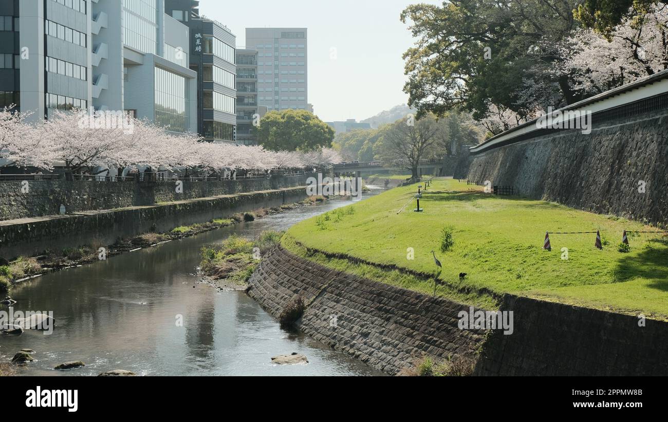 Sakura Flowers lining a canal in Spring, taken at Kumamoto, Japan Stock ...