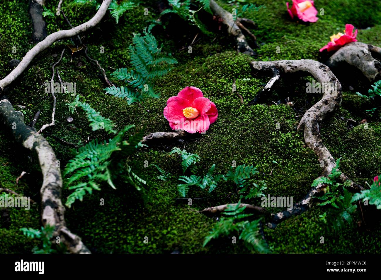 Spring in Kyoto: pink petals of camelia flowers lying on the mossy ...