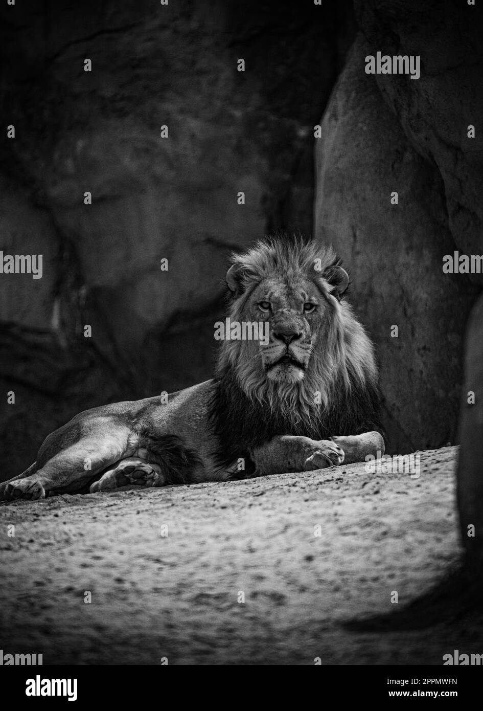 A striking grey-scale vertical shot of a majestic lion sprawled out in ...