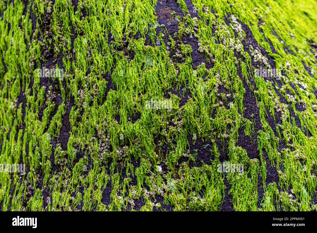 large boulder covered with green algae. Green algae on stone Stock ...
