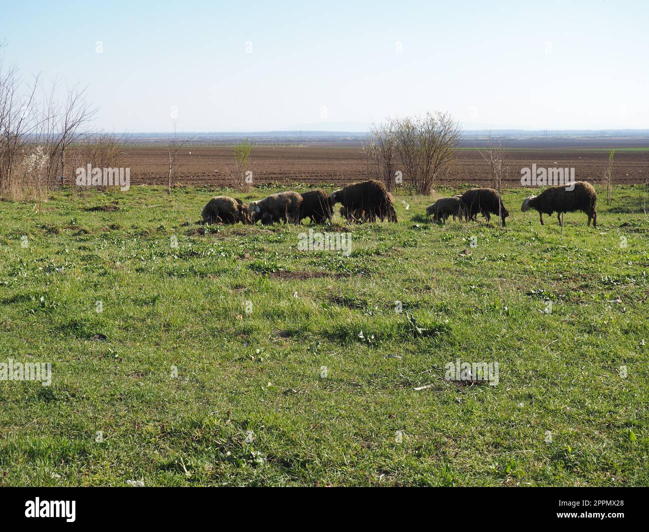 A herd of rams in the field. Ruminants graze in the meadow. Sheep and ...