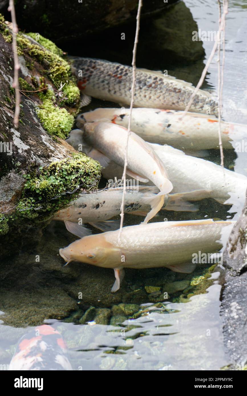 Jonangu - a shinto shrine in sothern Kyoto with traditional ...