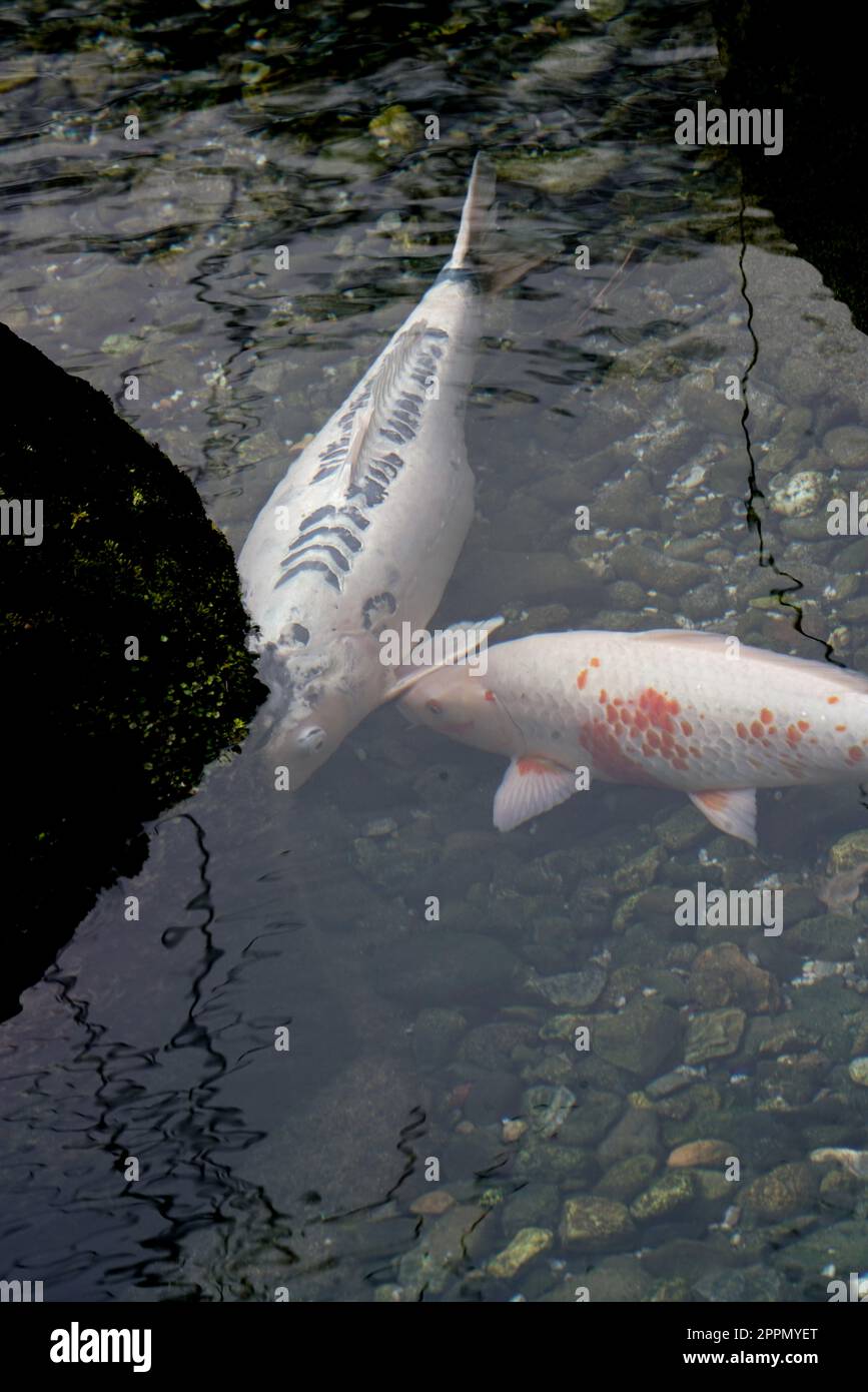 Jonangu - a shinto shrine in sothern Kyoto with traditional ...