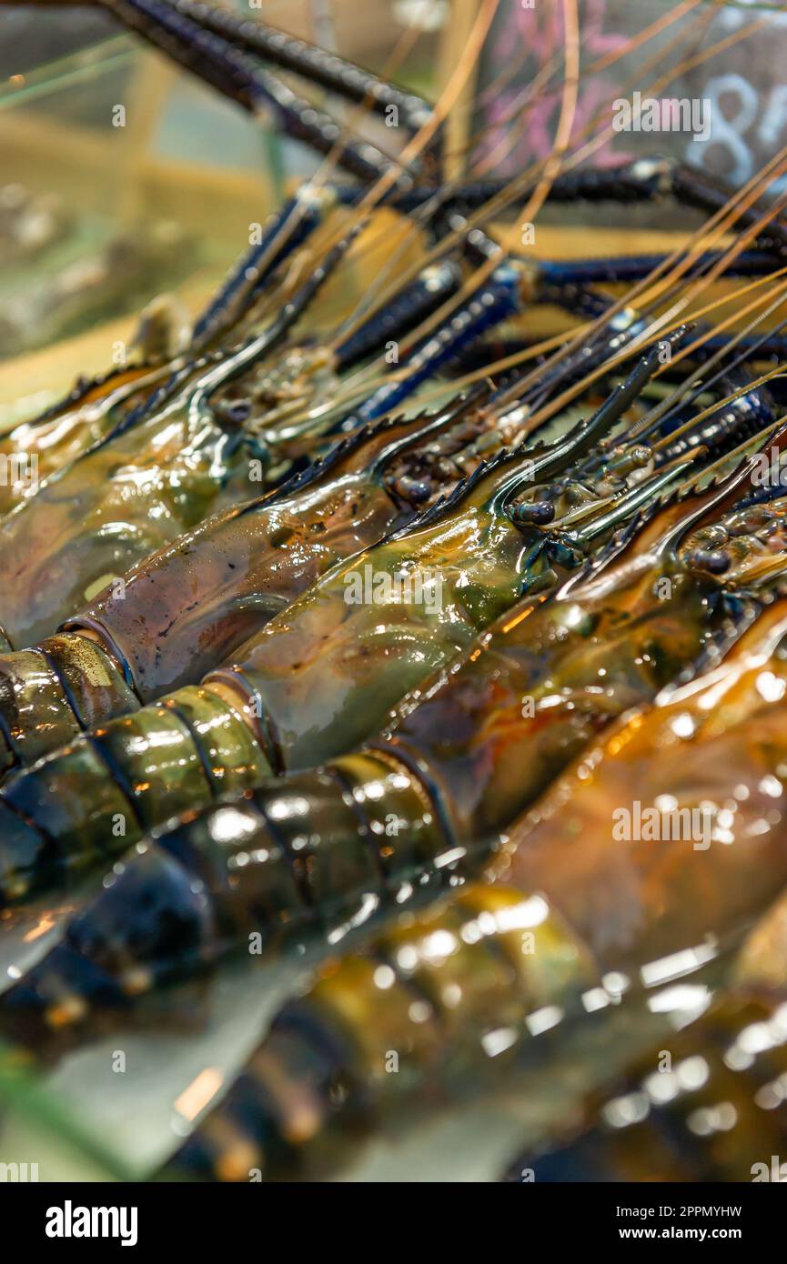 Thai River Prawns on sale at Jodd Fairs Night Market at Rama iX ...