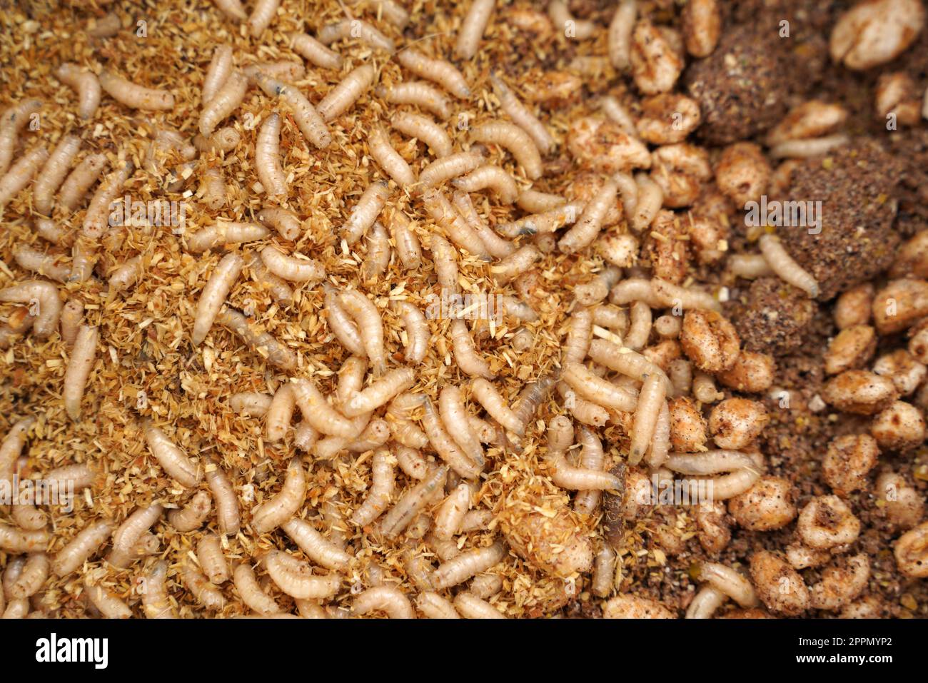 Maggots and fish food when fishing Stock Photo - Alamy