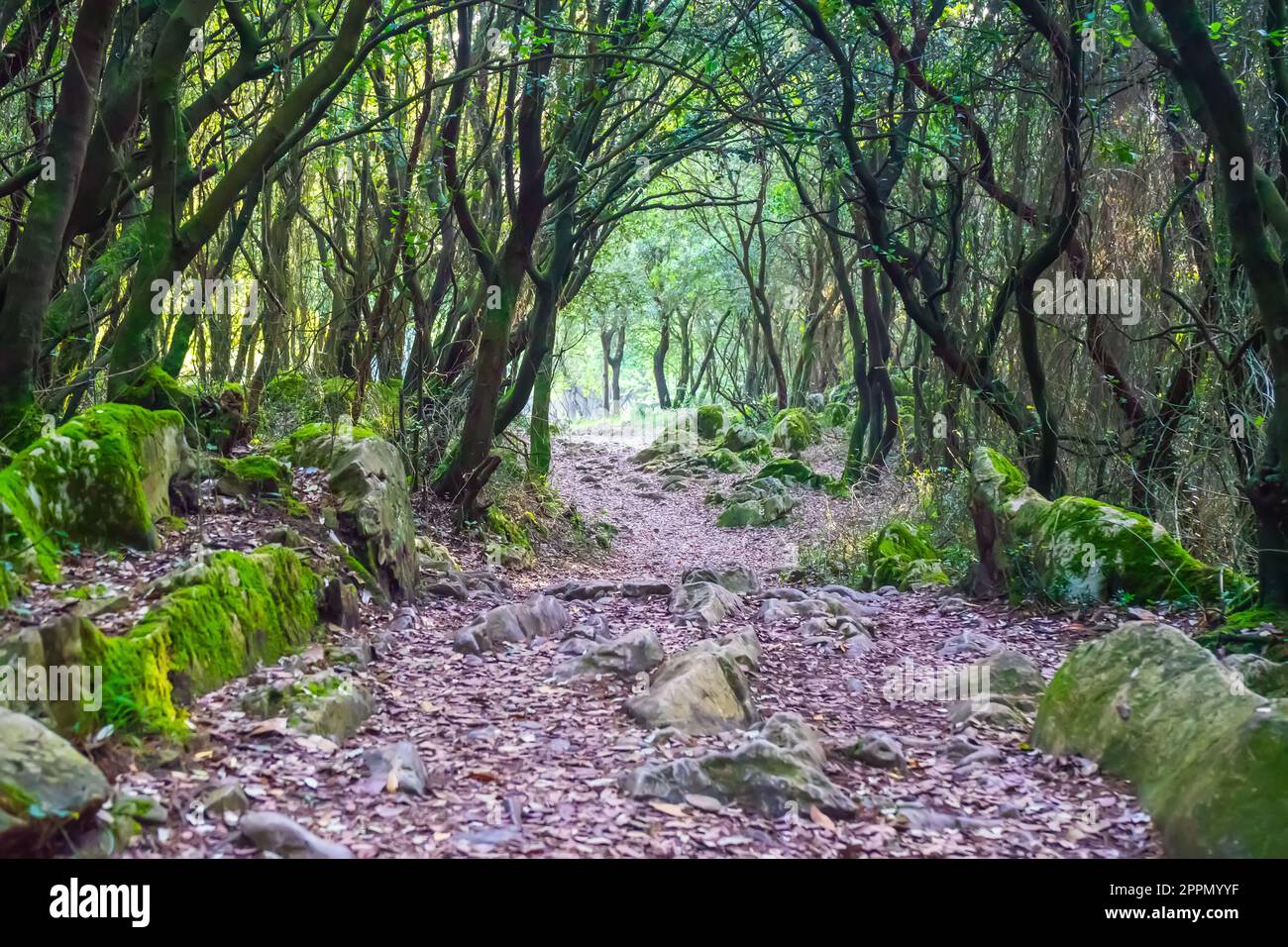 Rocky path covered with moss in a tunnel of trees Stock Photo - Alamy