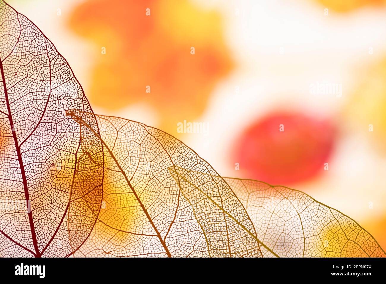 Transparent dyed hi-res stock photography and images - Alamy