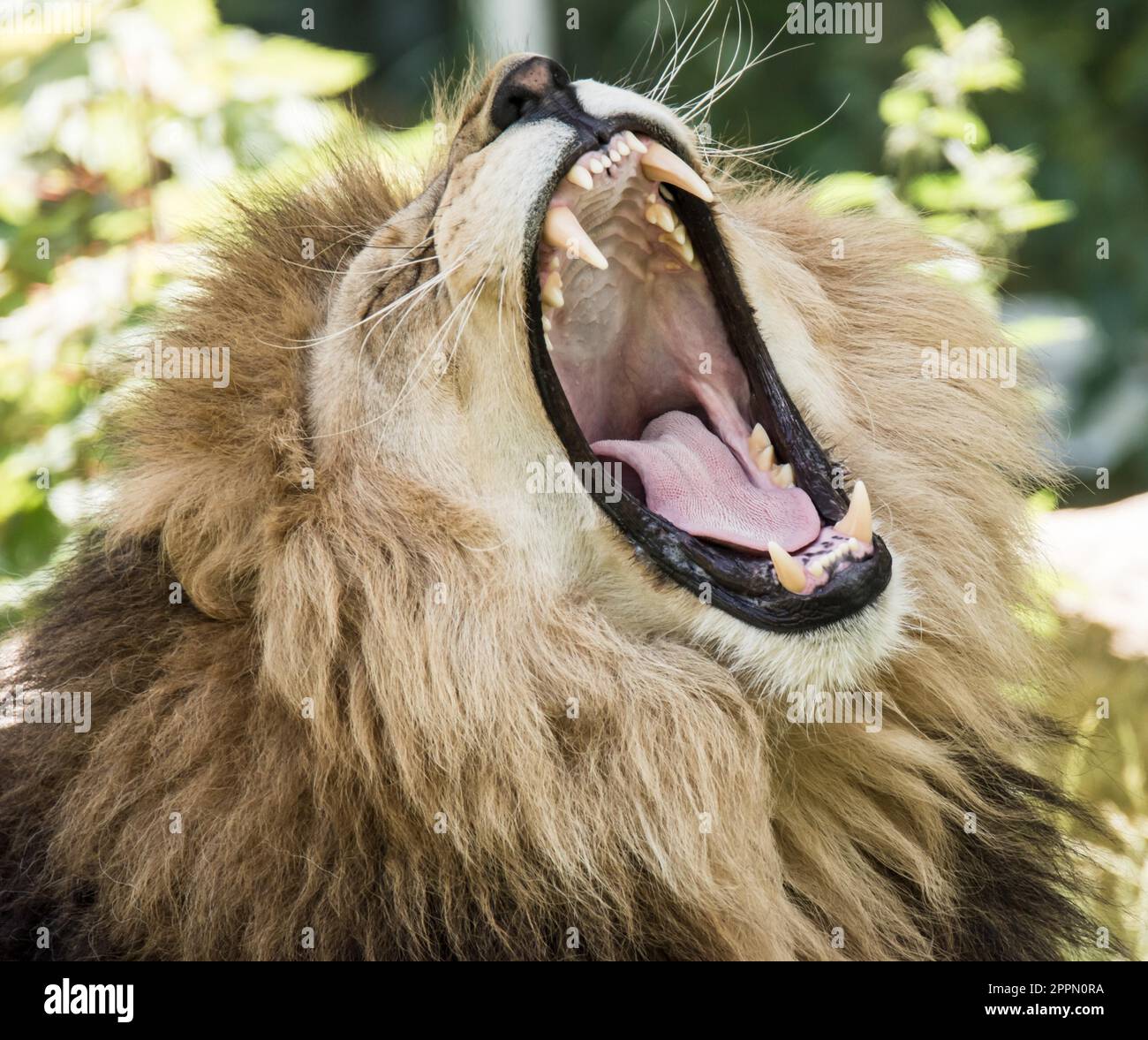 Portrait of a wild roaring lion Stock Photo - Alamy