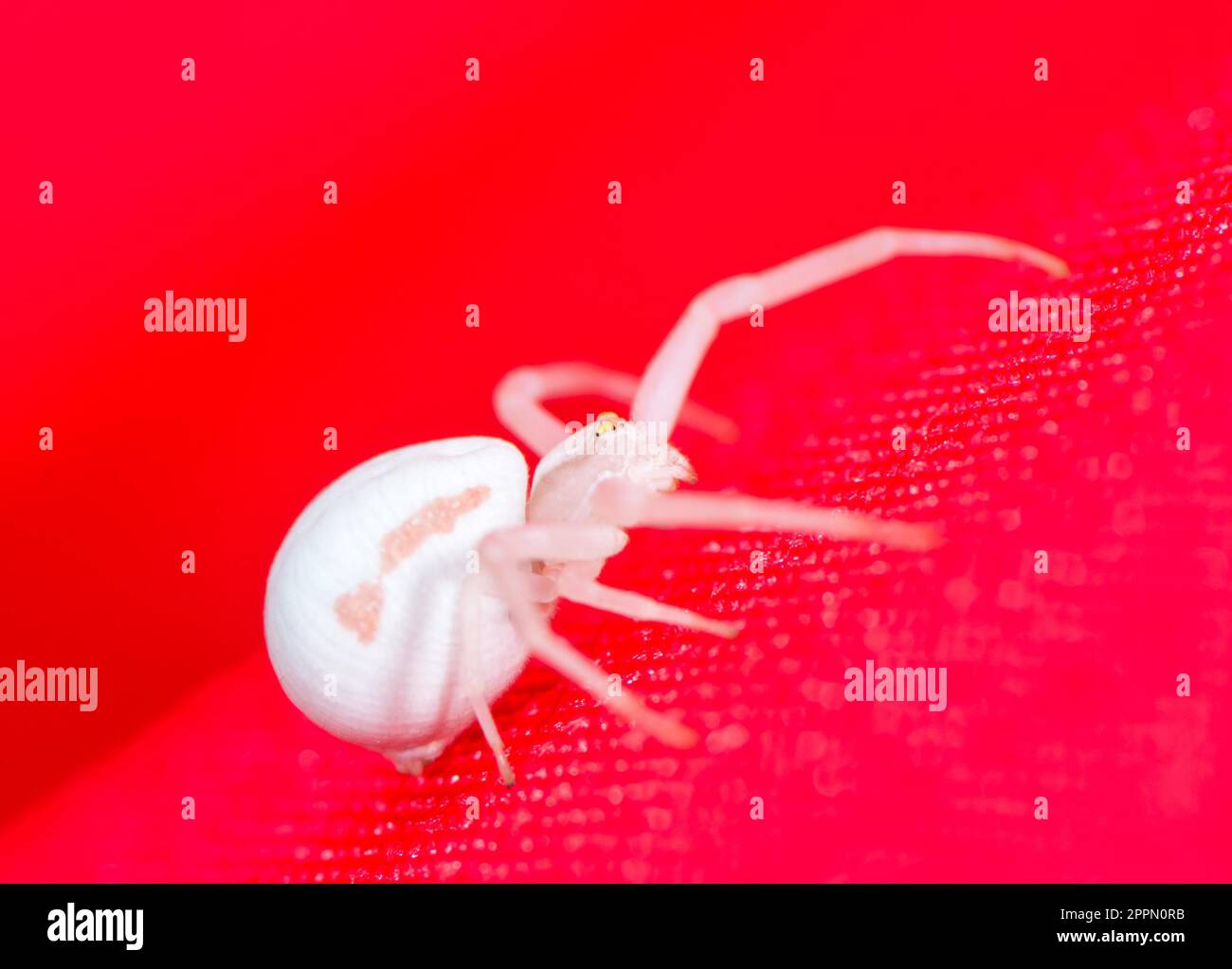 Macro of a white crab spider (Misumena vatia Stock Photo - Alamy