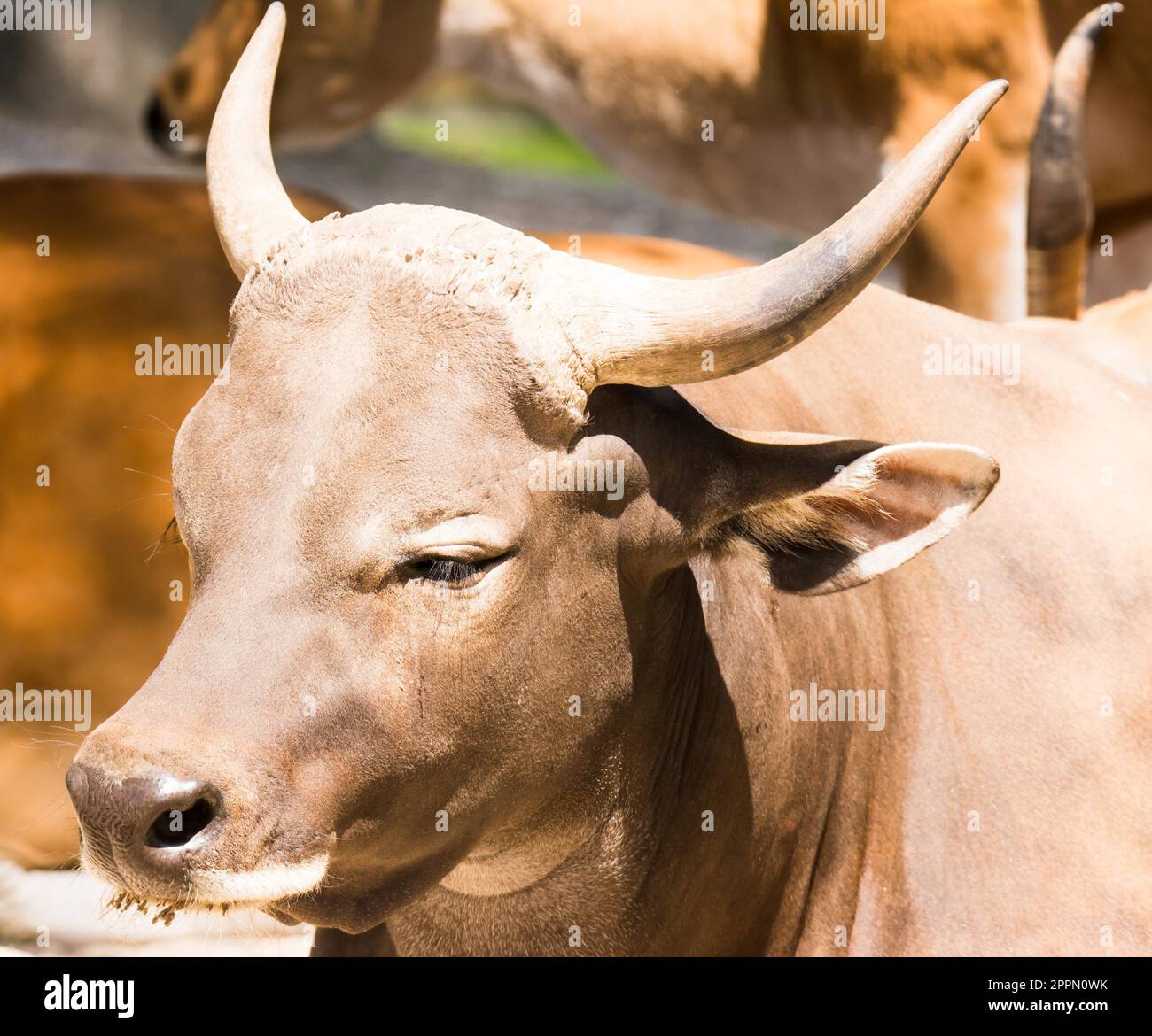 Portrait of a banteng cattle Stock Photo - Alamy