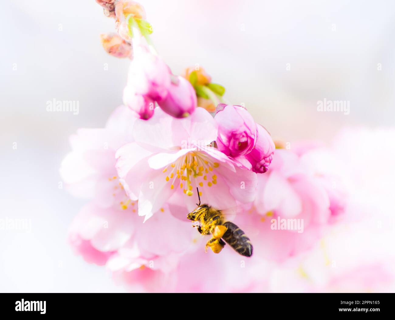 Macro of a bee flying to pink cherry blossoms Stock Photo - Alamy