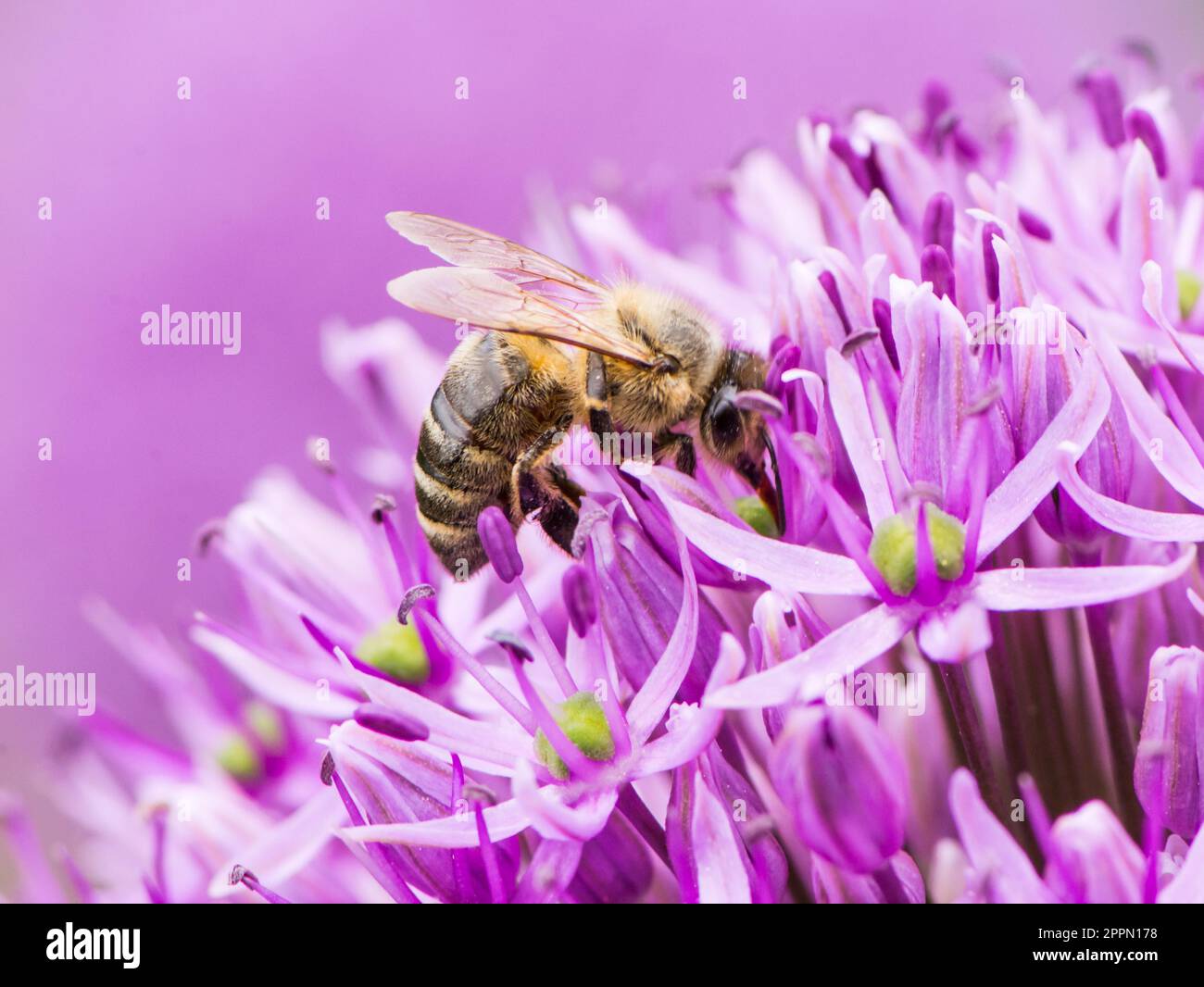 Bee collecing pollen on a purple giant onion (Allium Giganteum) flower ...