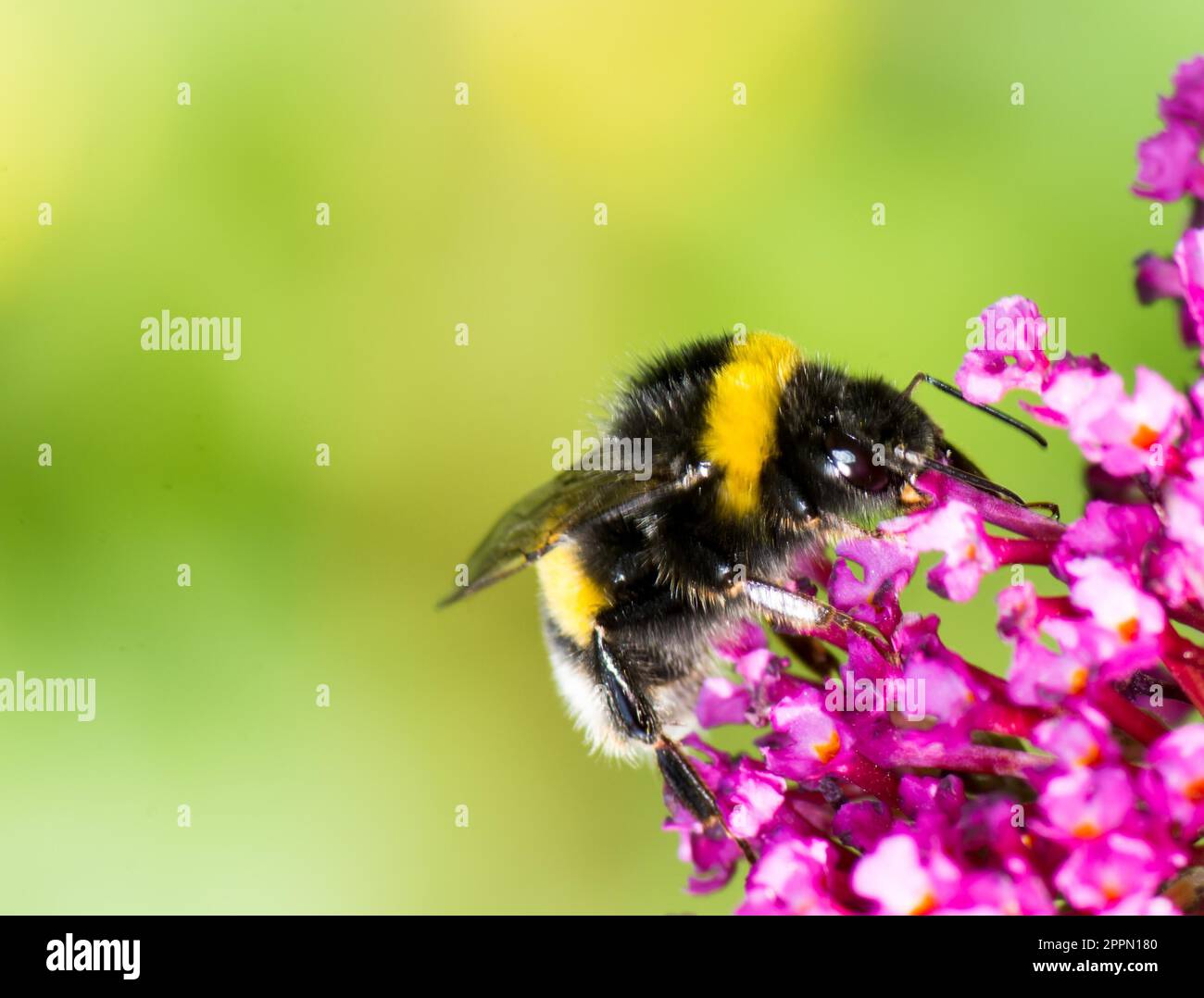 Bumblebee on the blossoms of a (buddleia) bush Stock Photo - Alamy