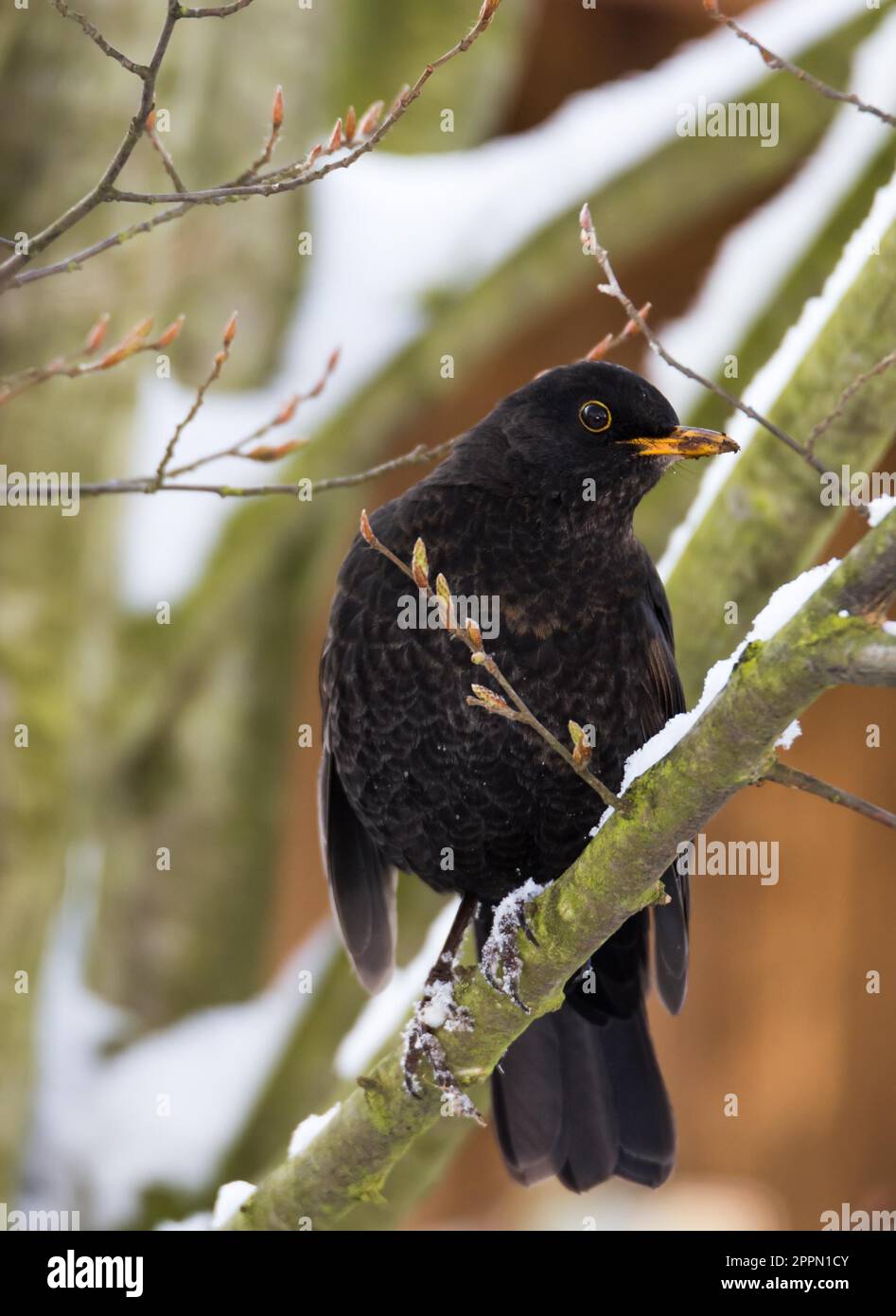 Blackbird sitting on the branch of a snow covered tree Stock Photo - Alamy