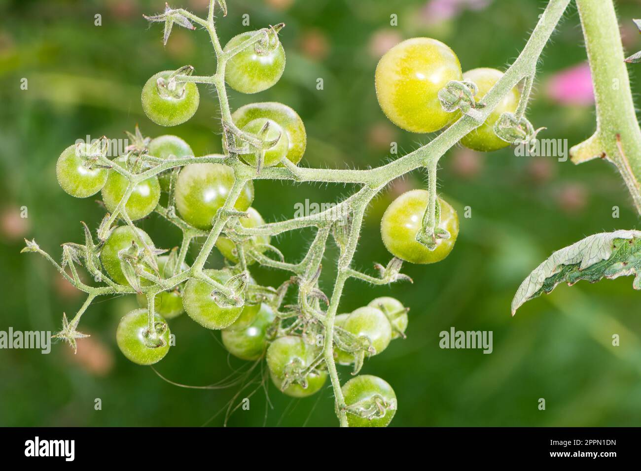 Twig with a fruit hi-res stock photography and images - Alamy