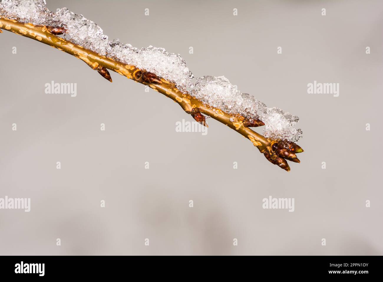 Frozen twig with buds covered with snow Stock Photo - Alamy