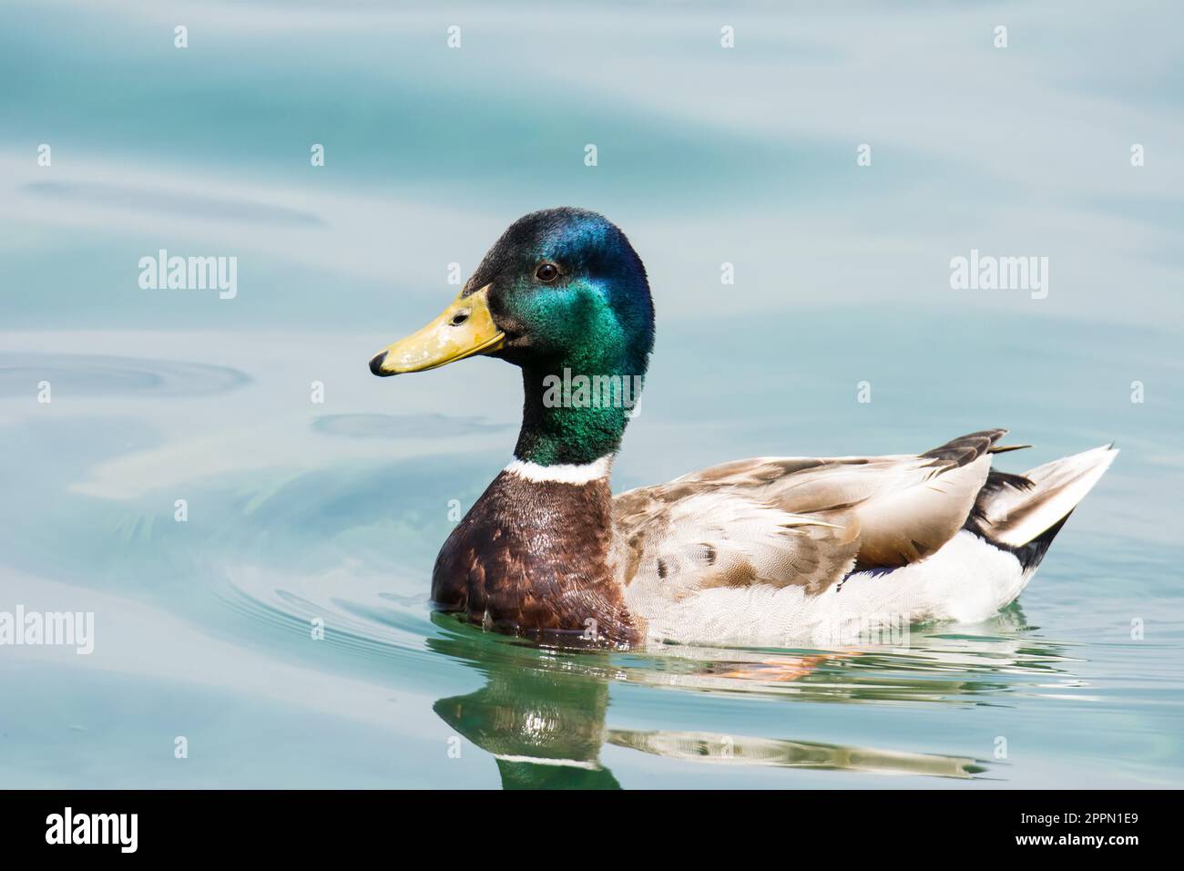 Male wild duck (Anas platyrhynchos) swimming in the water Stock Photo ...