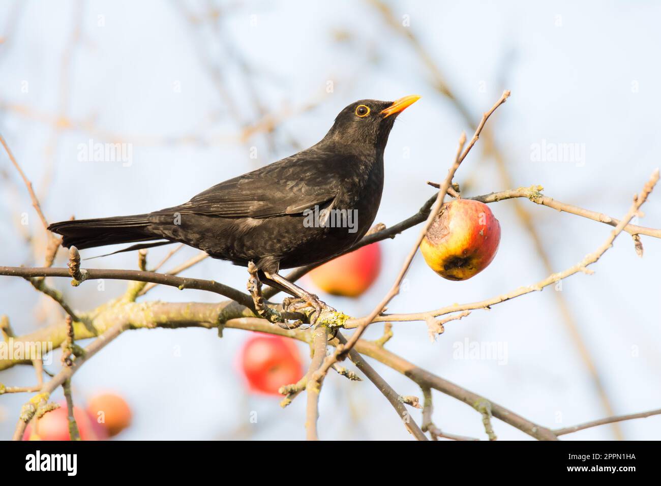Commonb blackbird sitting in an apple tree Stock Photo - Alamy