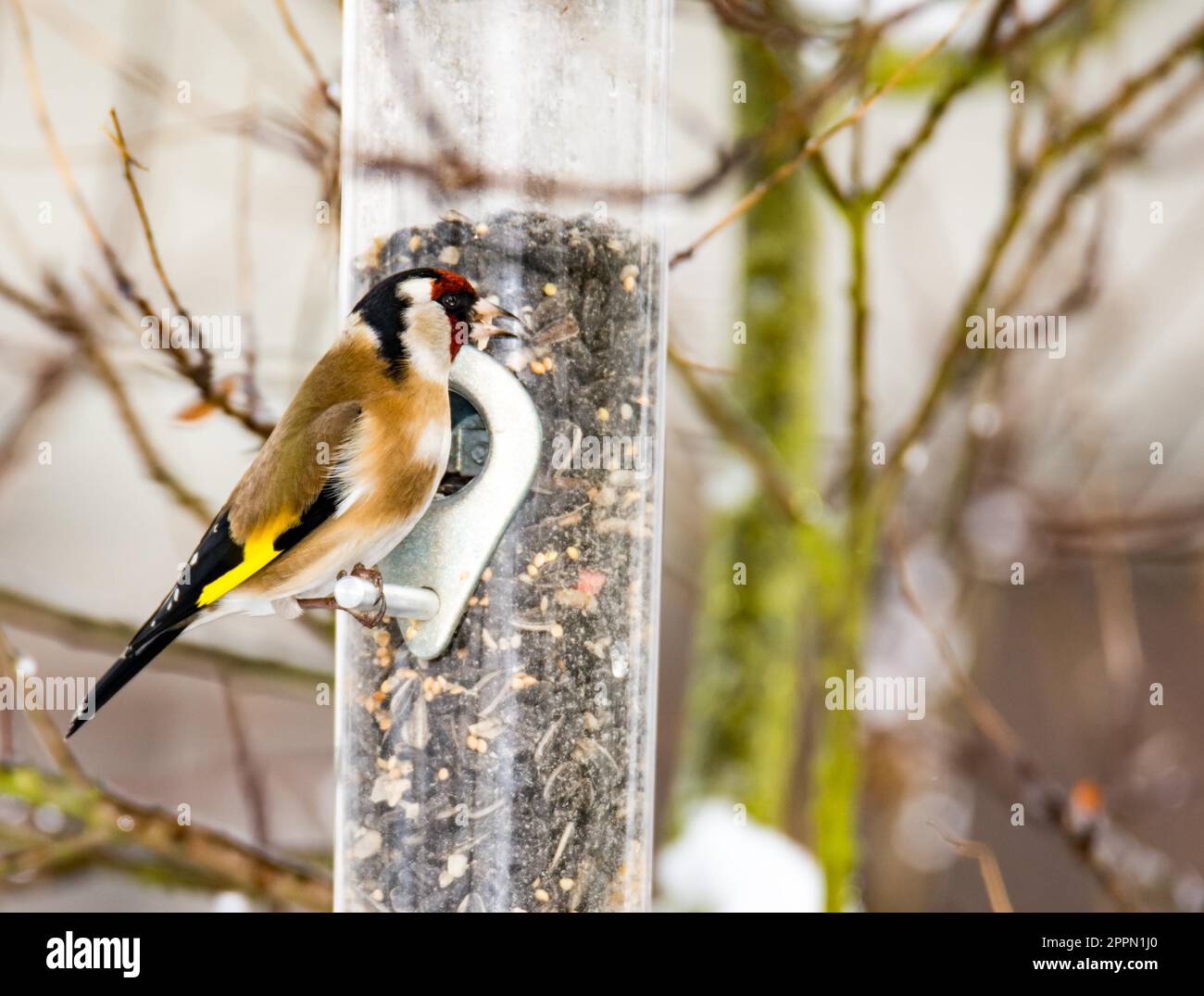 European goldfinch birdhouse hi-res stock photography and images - Alamy