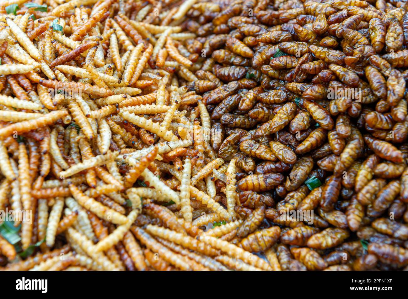 High Protein Insects Eating Insects Could Aid Weight Loss And Bug