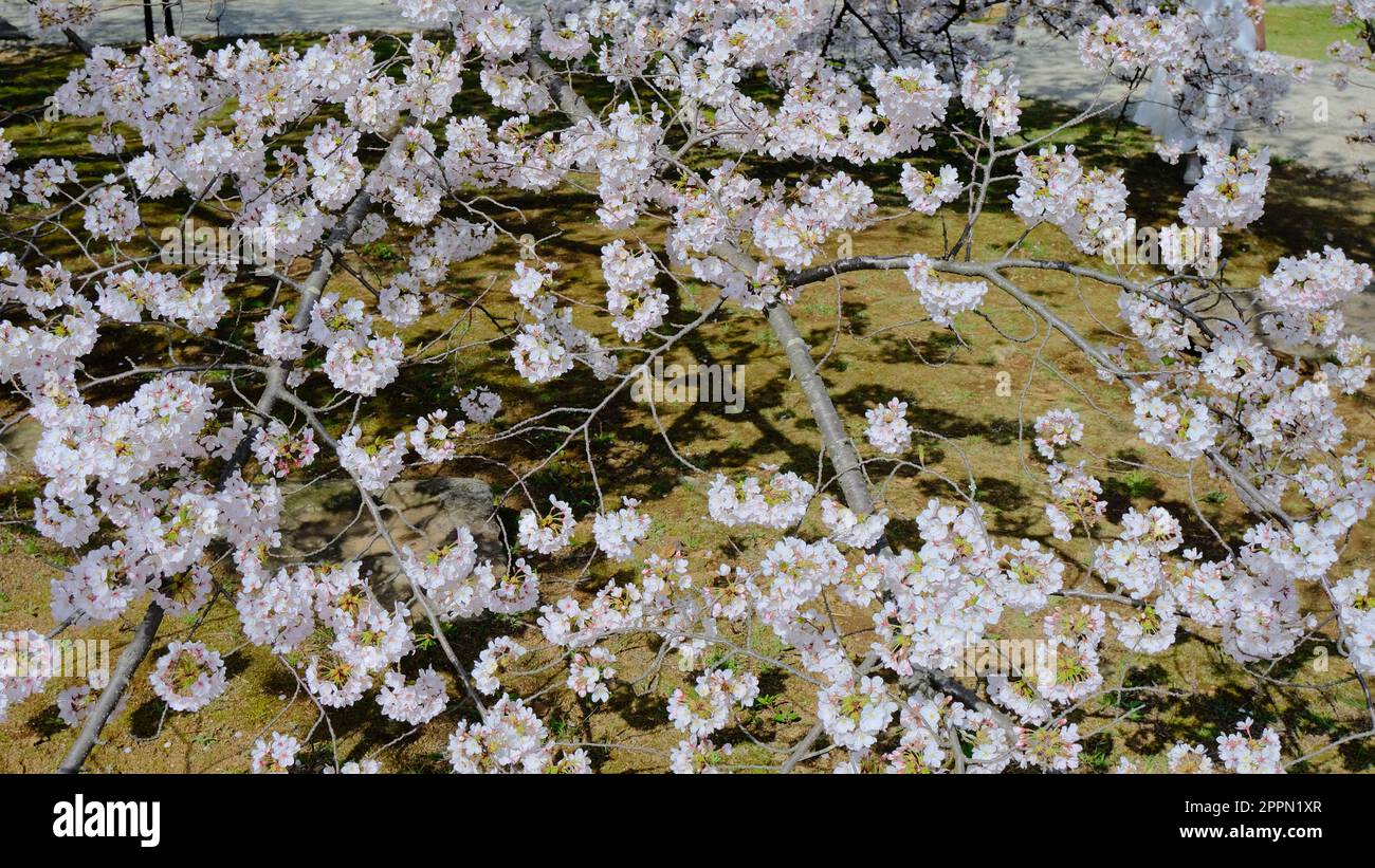 Sakura Flowers on tree, taken from above at Nokonoshima Island, Fukuoka ...