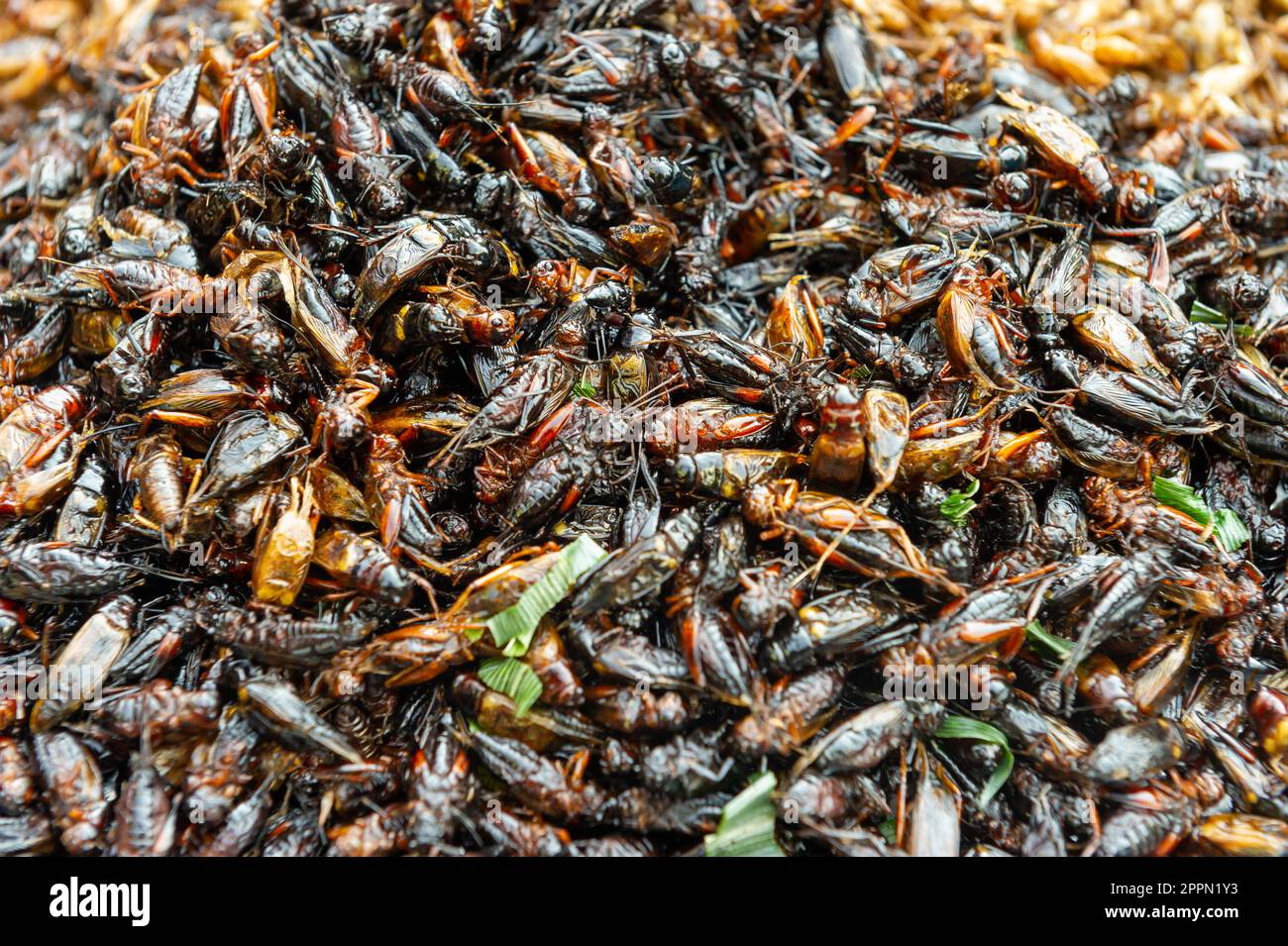 High protein bugs, the food of the future Stock Photo - Alamy