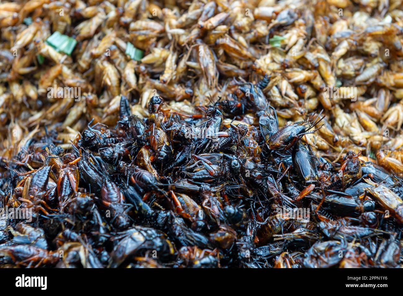 High Protein Insects Eating Insects Could Aid Weight Loss And Bug