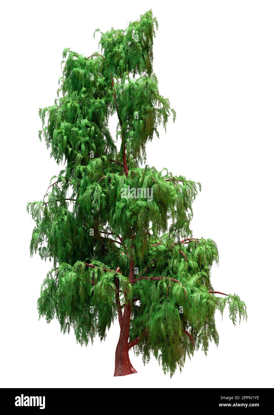 3D rendering of a Kashmir cypress tree isolated on white background ...