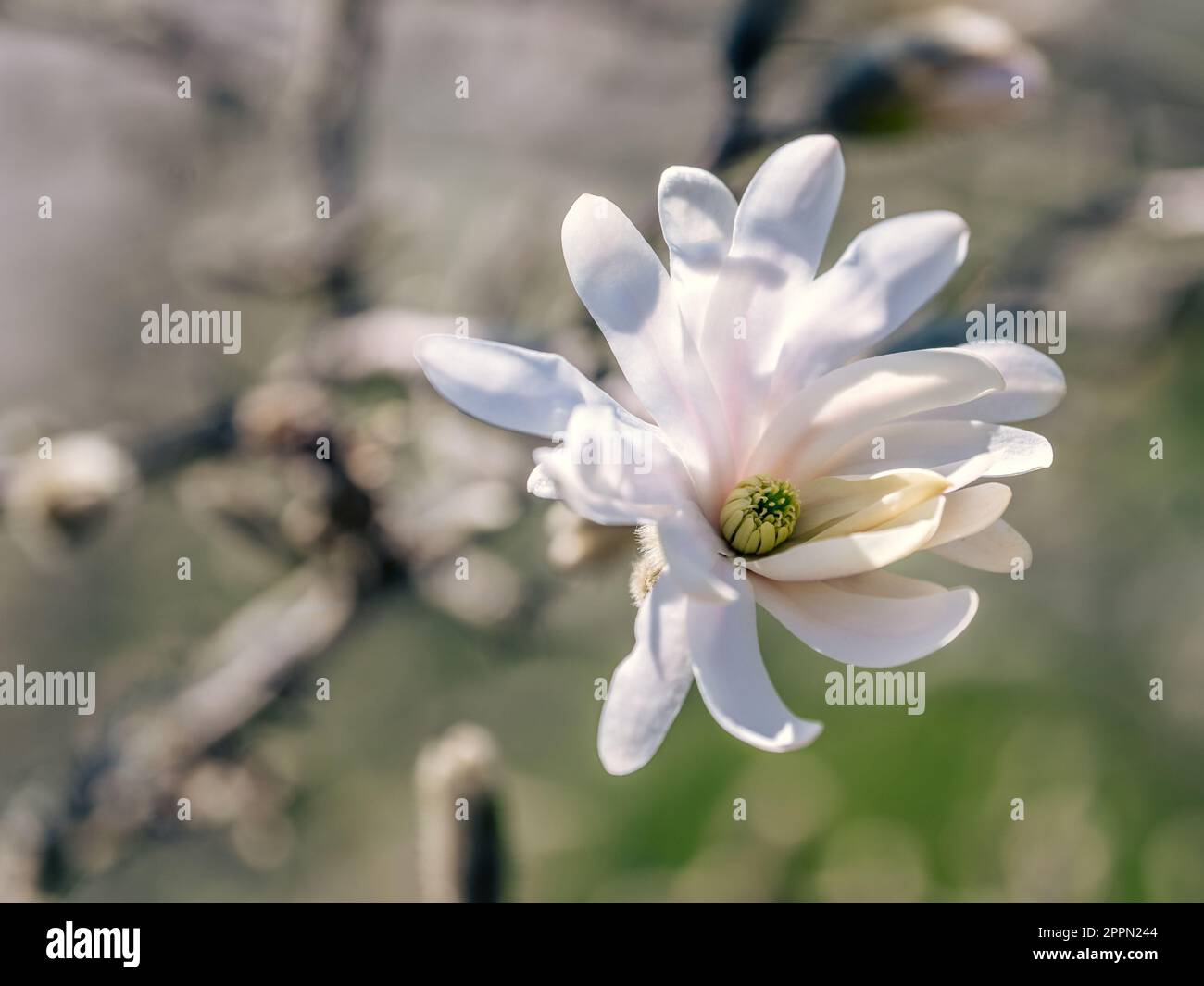 a white Star magnolia flower in bloom, perched atop a tree branch Stock ...