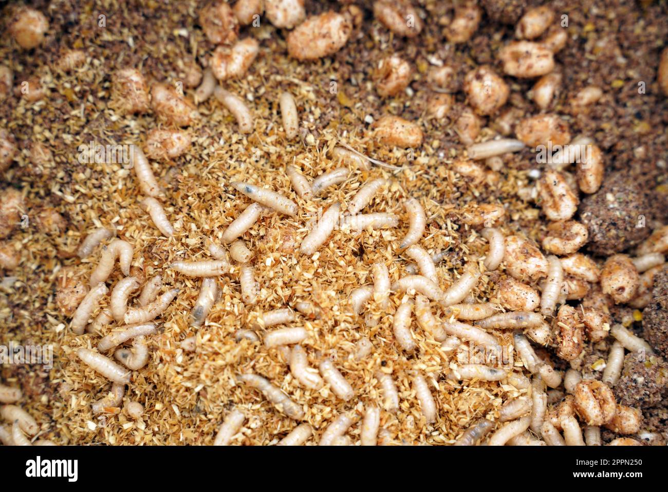 Maggots and fish food when fishing Stock Photo - Alamy