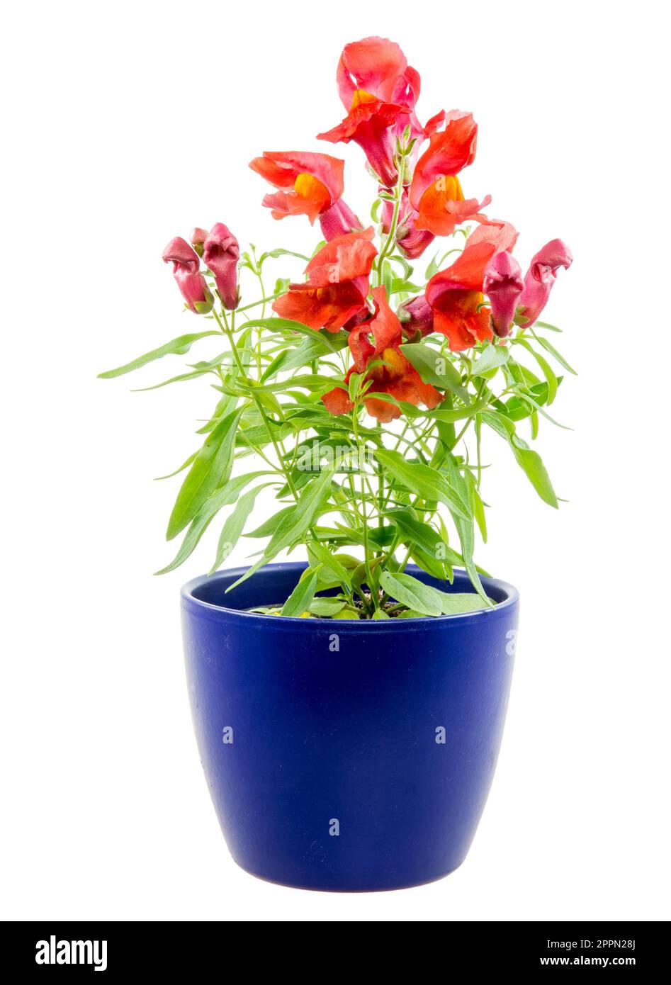 Isolated potted blue dragon flower (Antirrhinum Stock Photo - Alamy