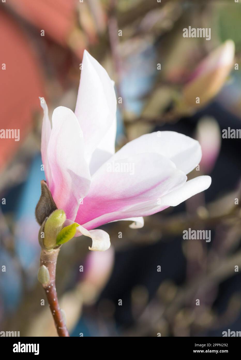 Twig of a flowering magnolia tree with white blossom Stock Photo - Alamy