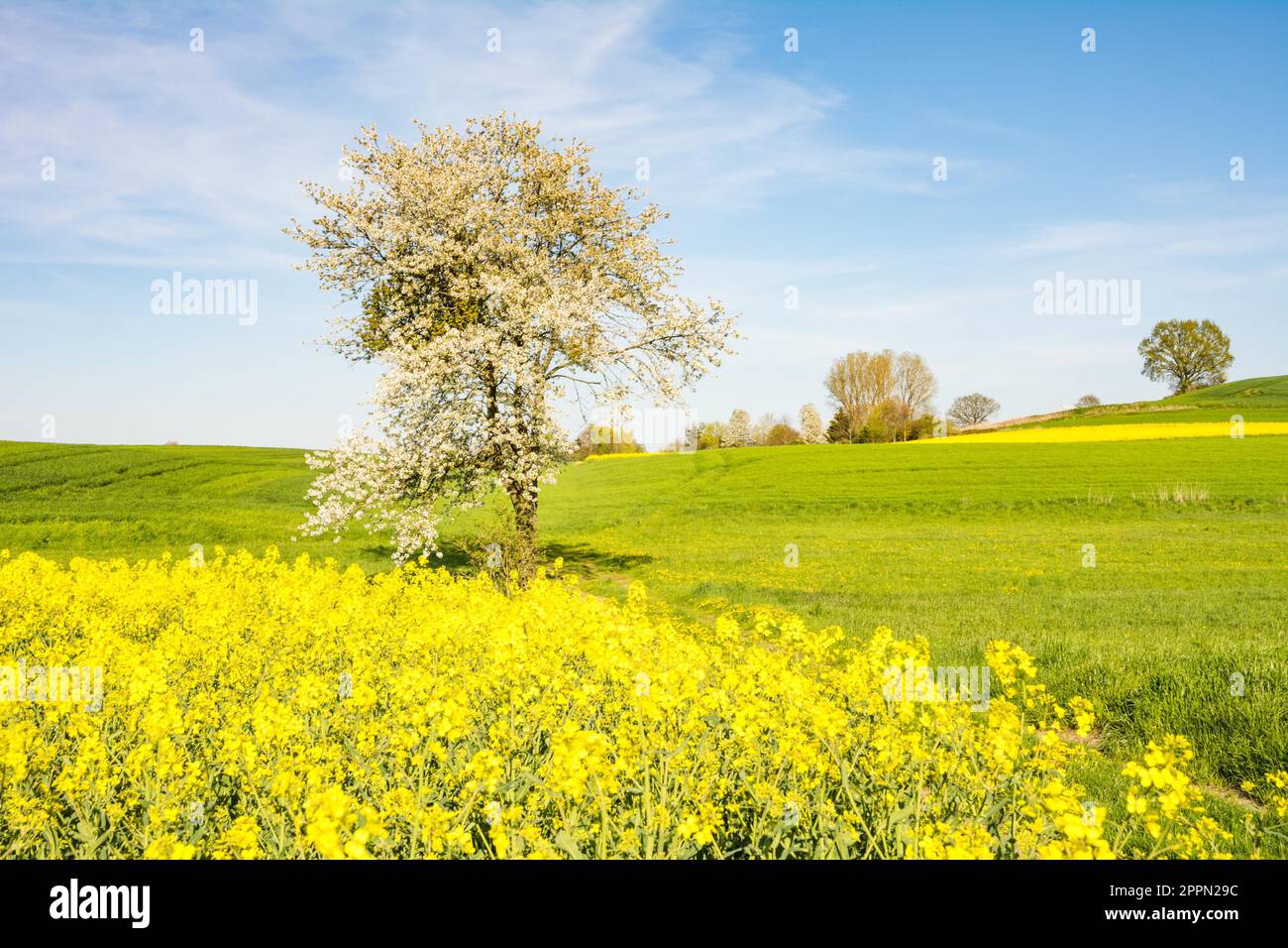 Landscape with a flowering tree at spring Stock Photo - Alamy