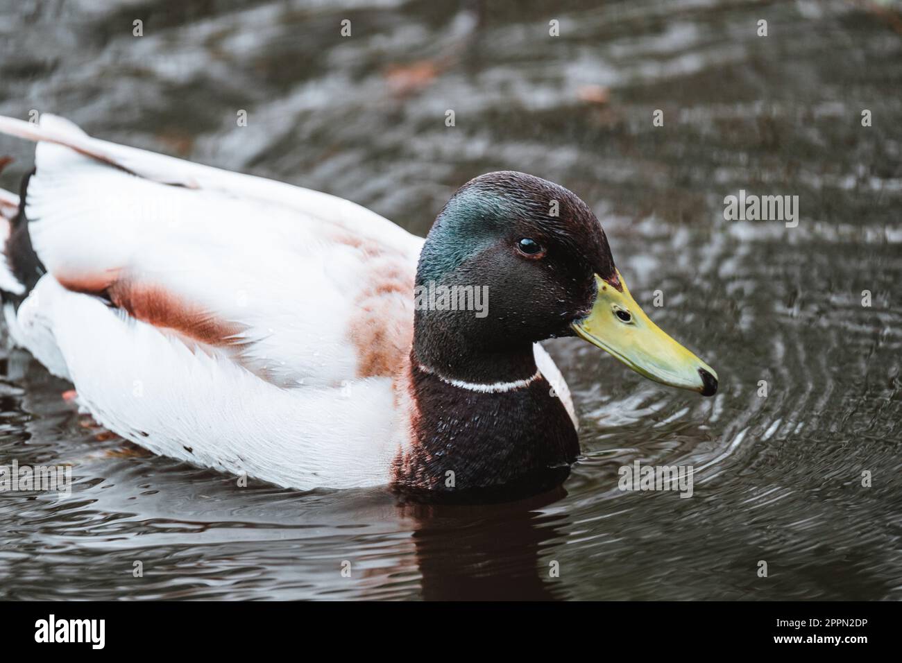 Duckling and water hi-res stock photography and images - Alamy