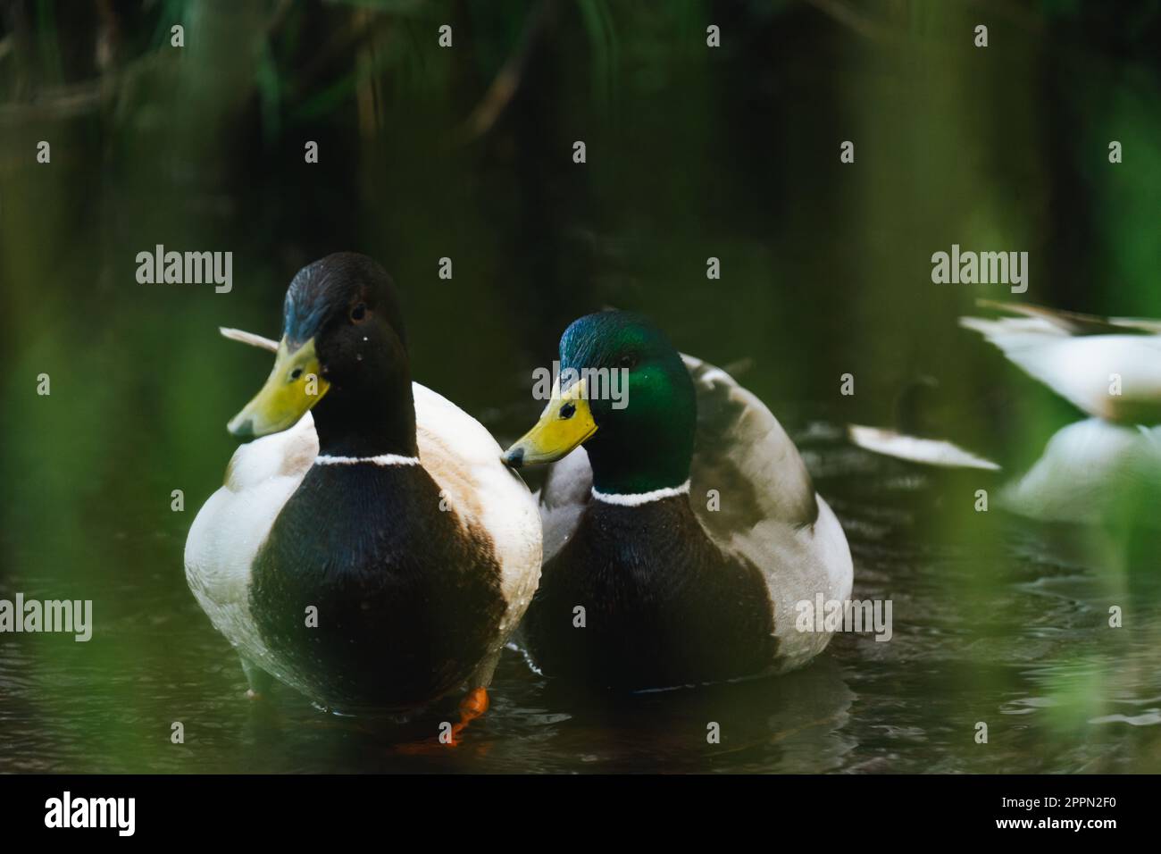 Two ducks hiding behind some grasses while being photographed Stock ...
