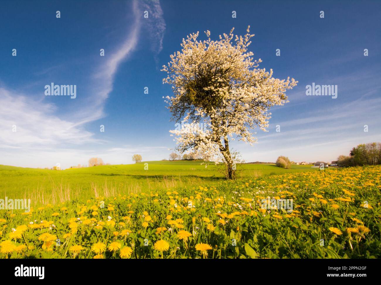Landscape with a flowering tree at spring Stock Photo - Alamy