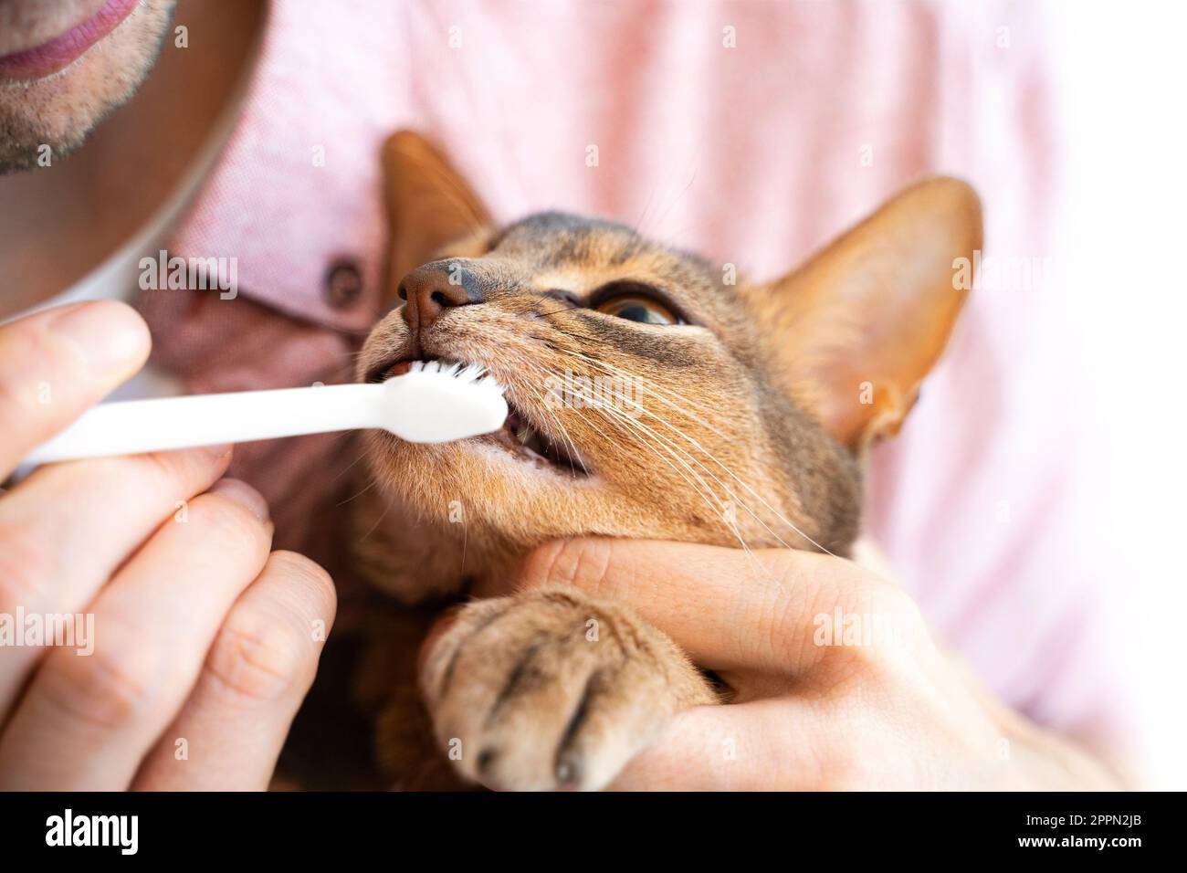 Animal Brushing Teeth