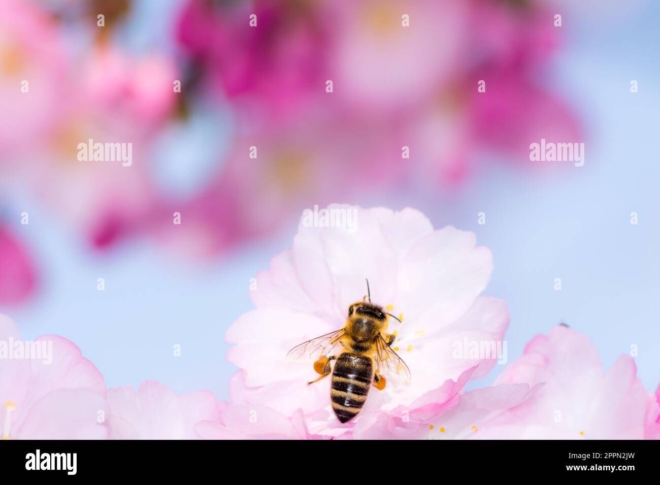 Bee collecting pollen and nectar at pink cherry blossom Stock Photo - Alamy