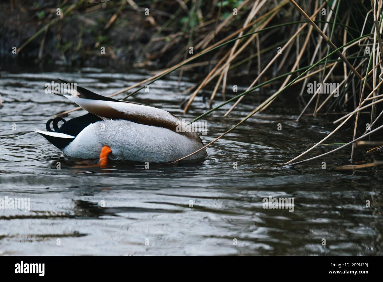 One duck diving in the water with some grasses Stock Photo - Alamy
