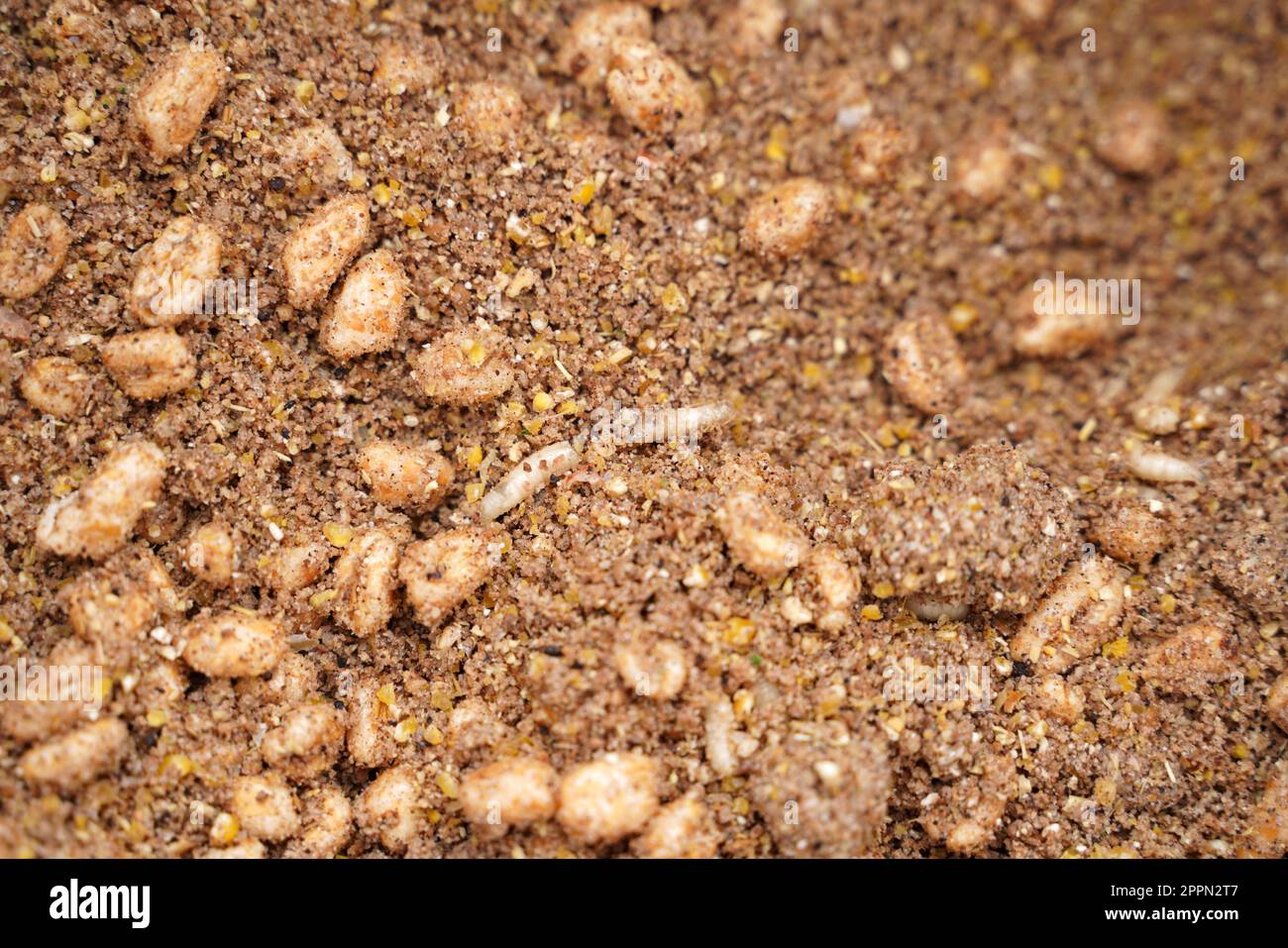 Maggots and fish food when fishing Stock Photo - Alamy