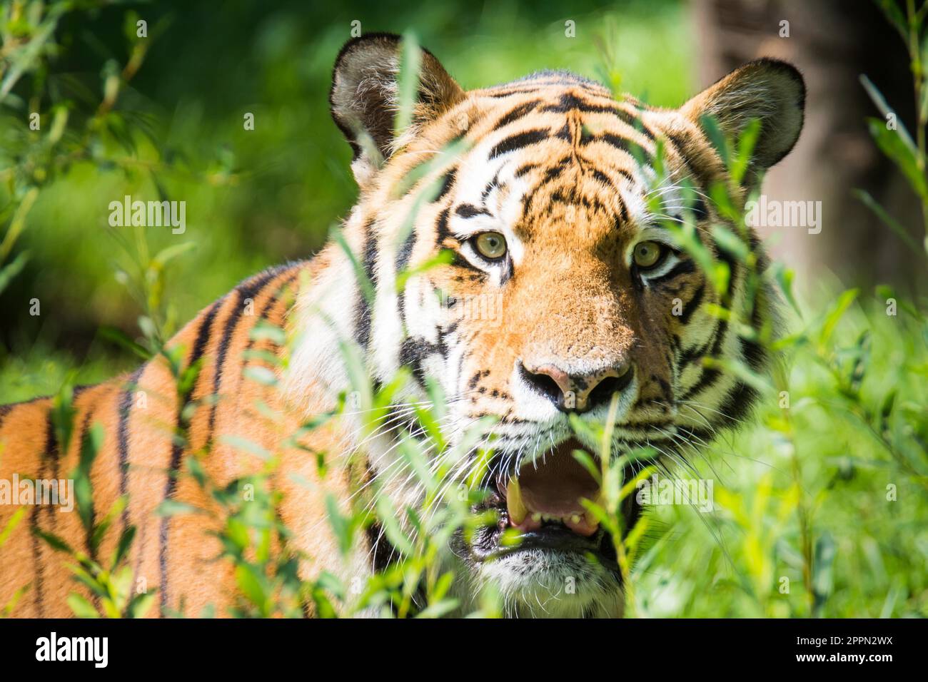 Wild siberian tiger (Panthera tigris altaica) in the jungle Stock Photo ...