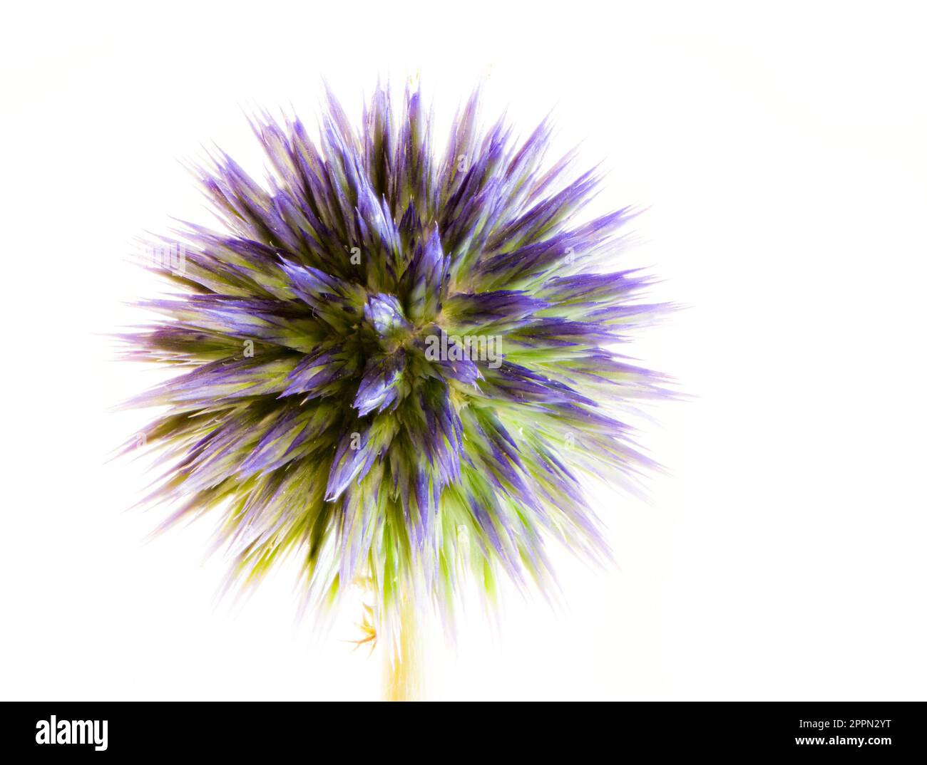 Abstract flower macro of a blue thistle (echinops Stock Photo - Alamy