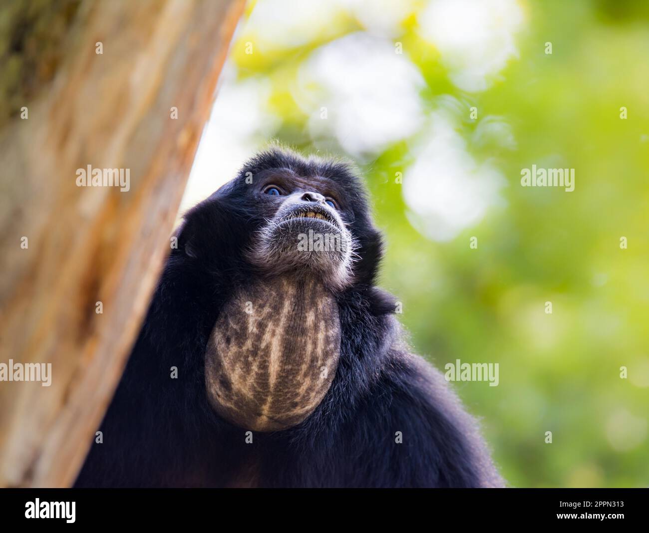 Portrait of a siamang (Symphalangus syndactylus) gibbon monkey Stock ...