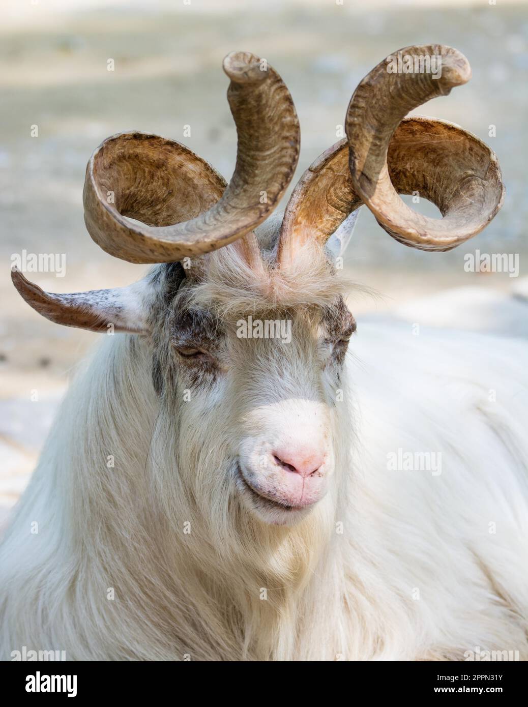 Portrait of a white markhor goat Stock Photo - Alamy