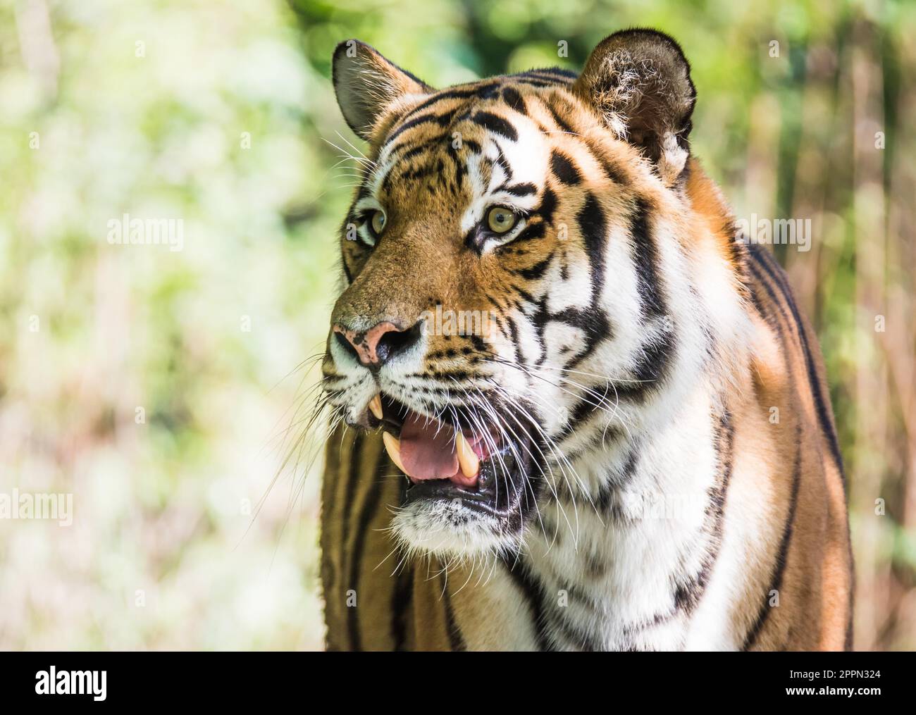 Wild siberian tiger (Panthera tigris altaica) in the jungle Stock Photo ...