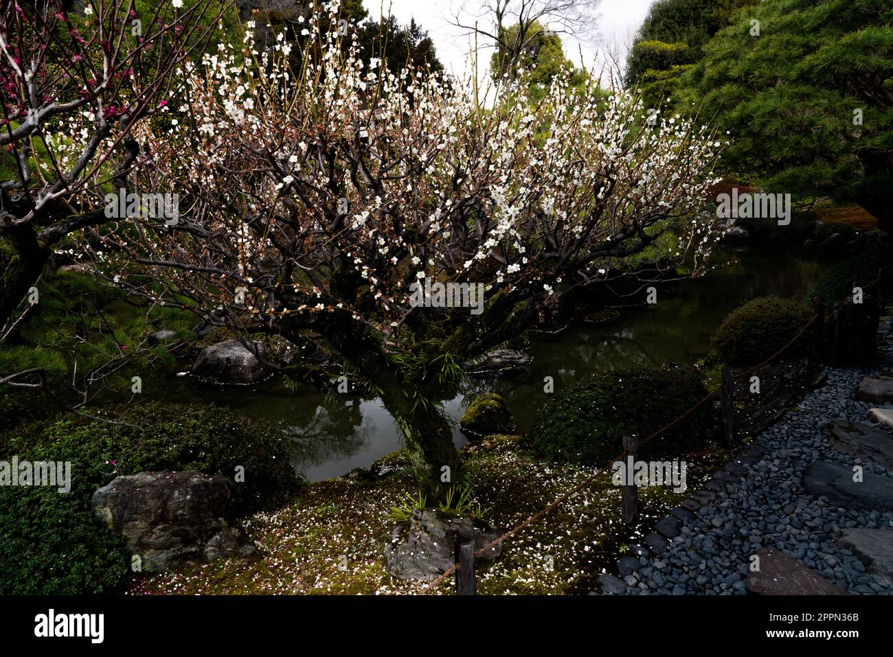 Jonangu - a shinto shrine in sothern Kyoto with traditional ...