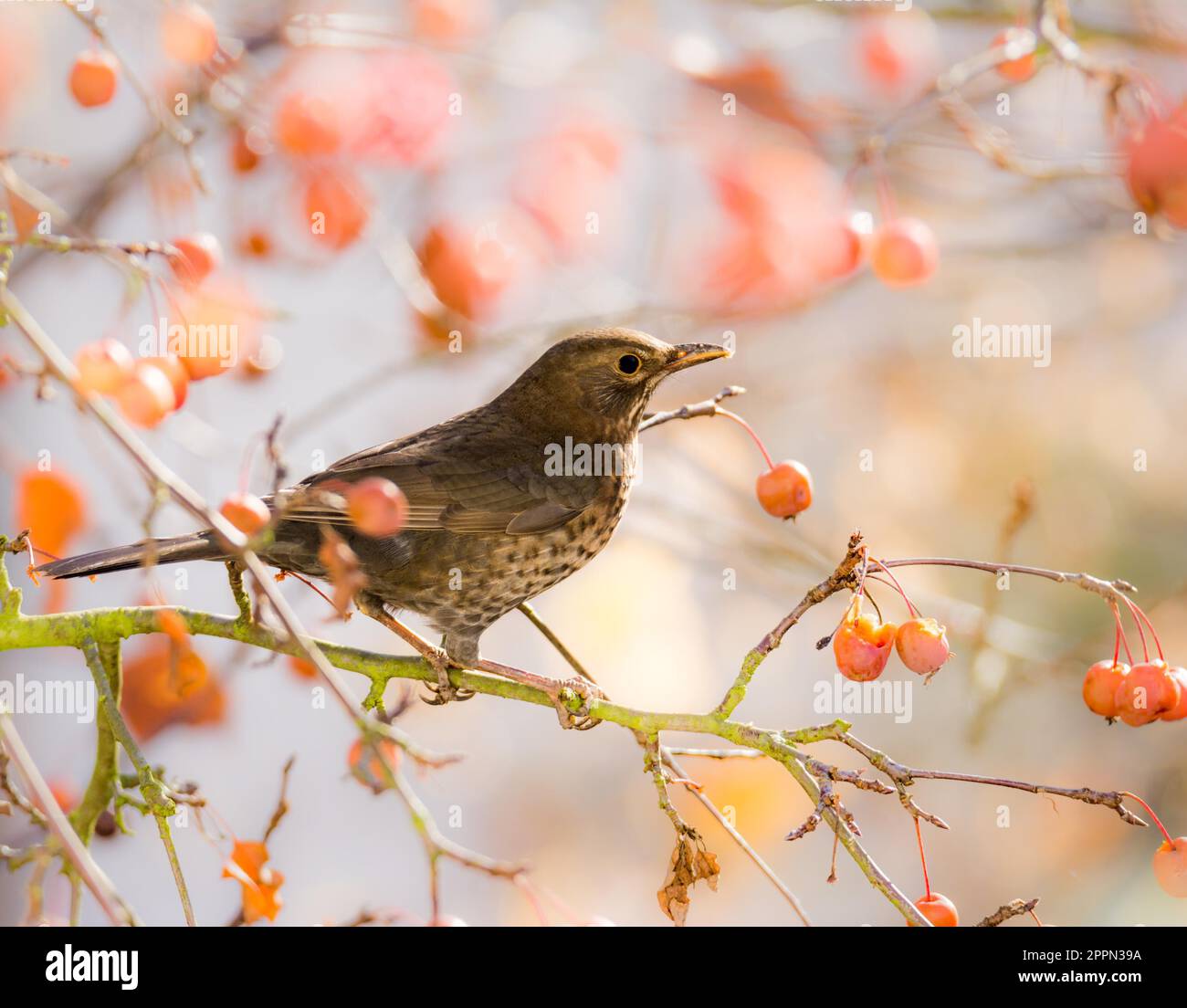 Female blackbird sitting between the fruits of an apple tree Stock ...
