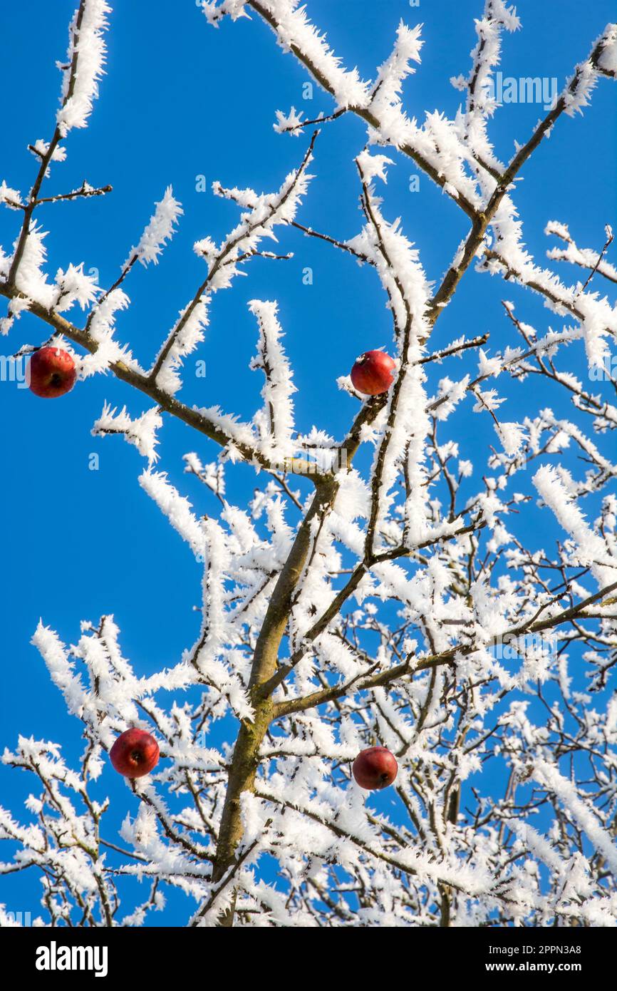 Frozen ripe apples covered with frost Stock Photo - Alamy