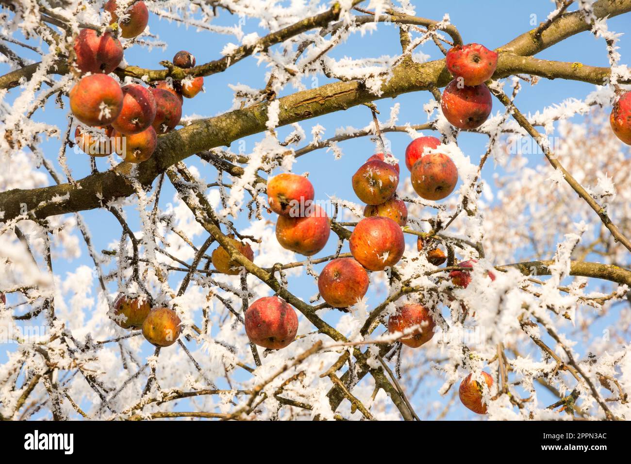 Frosty apples hi-res stock photography and images - Alamy
