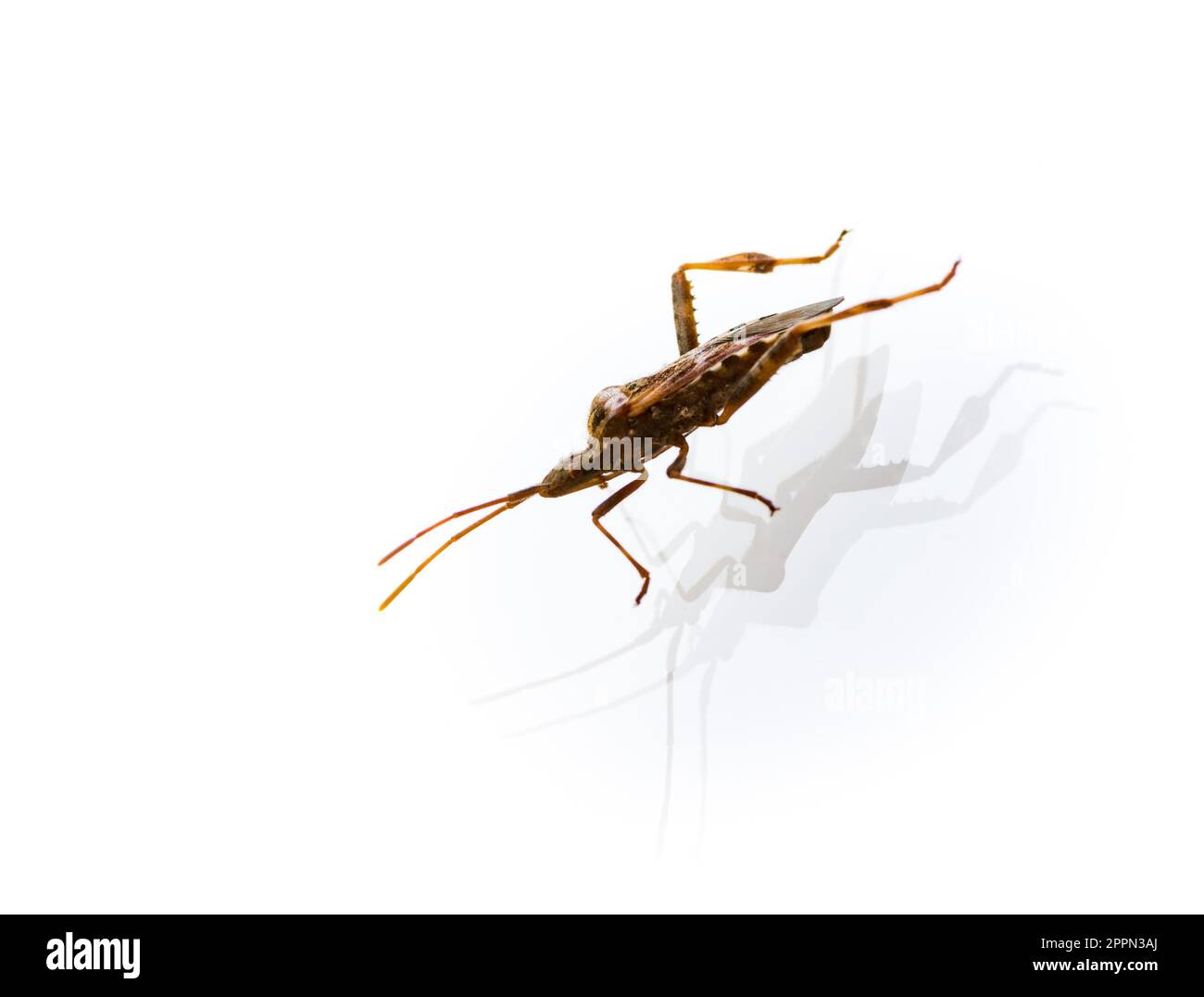 Macro of a brown longhorn beetle with its shadow Stock Photo - Alamy